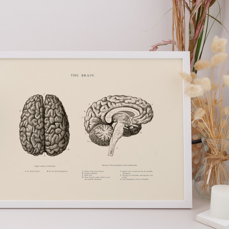Anatomical Brain - Etsy