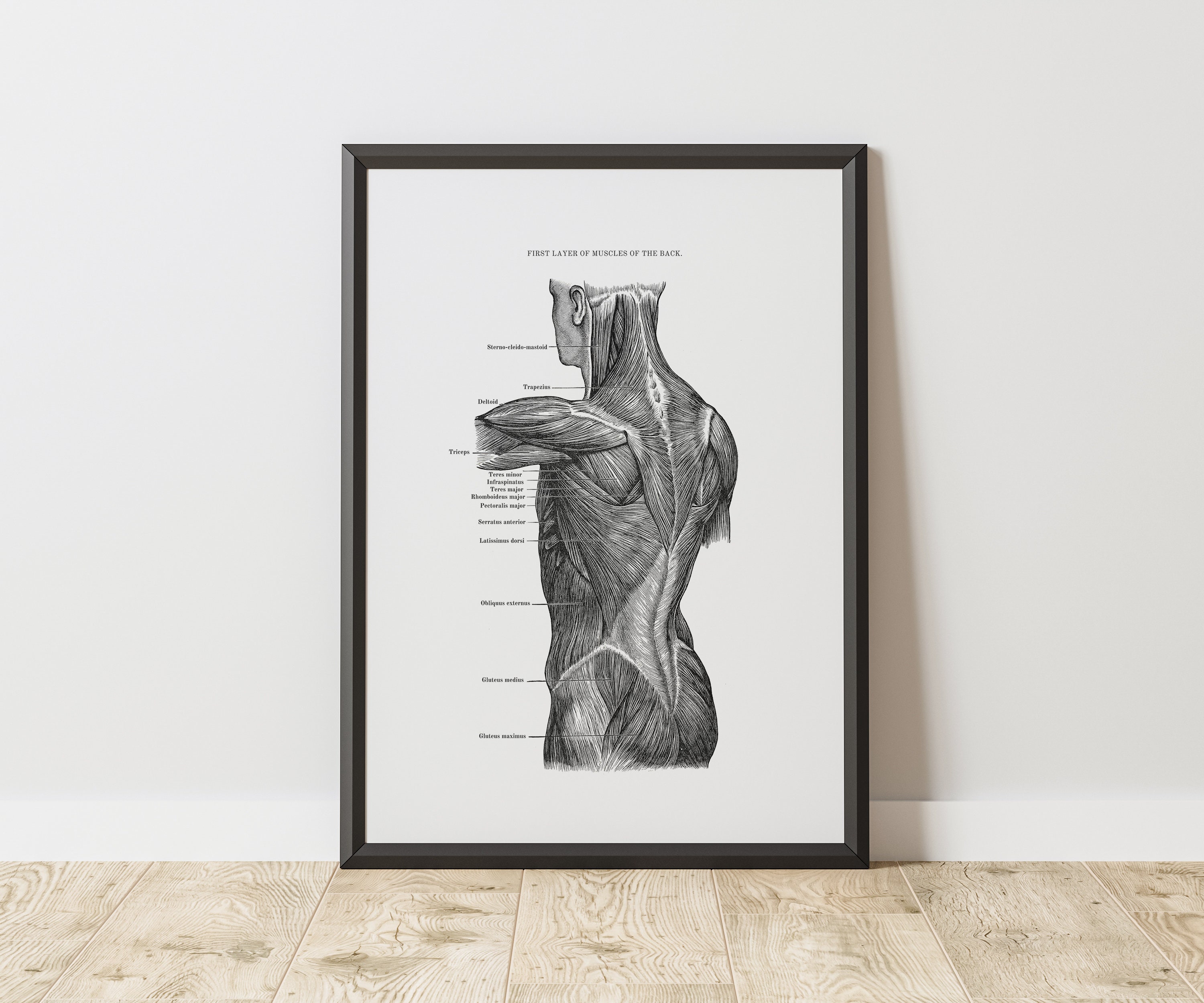 Muscles of the Back Print - Anatomy Art Printable - Vintage Anatomy ...