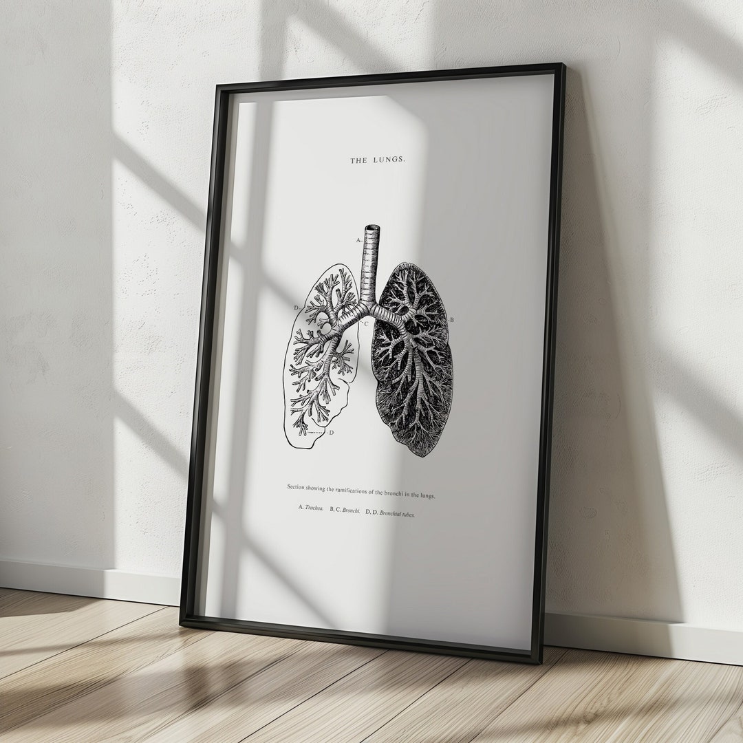 Human Lungs Printable - Human Anatomy Wall Art - Vintage Anatomy ...
