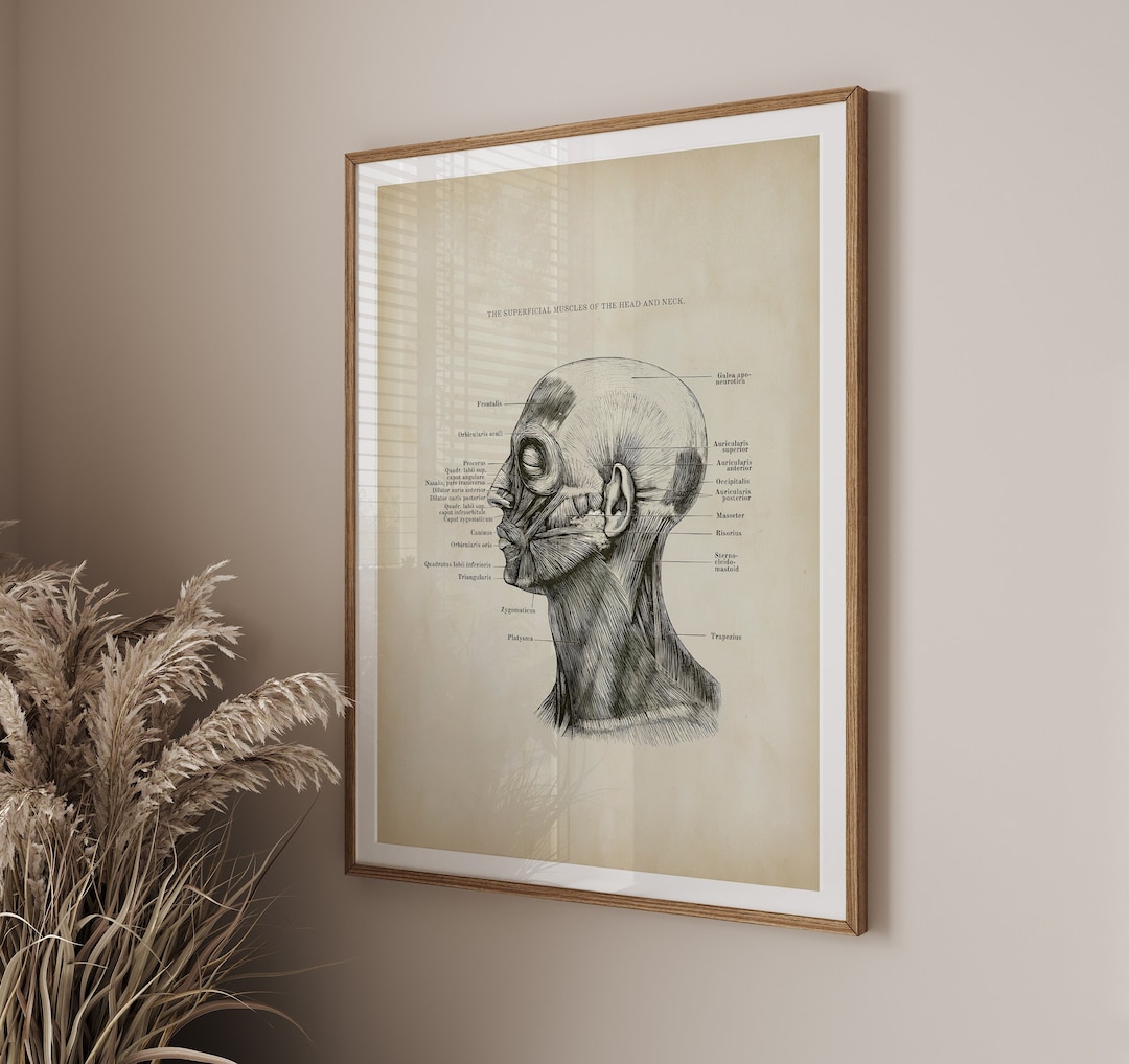 Muscles of the Head and Neck Print - Anatomy Printable - Vintage ...