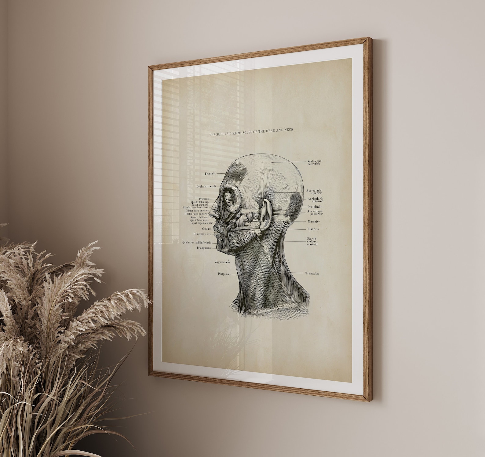 Muscles of the Head and Neck Print - Anatomy Printable - Vintage ...