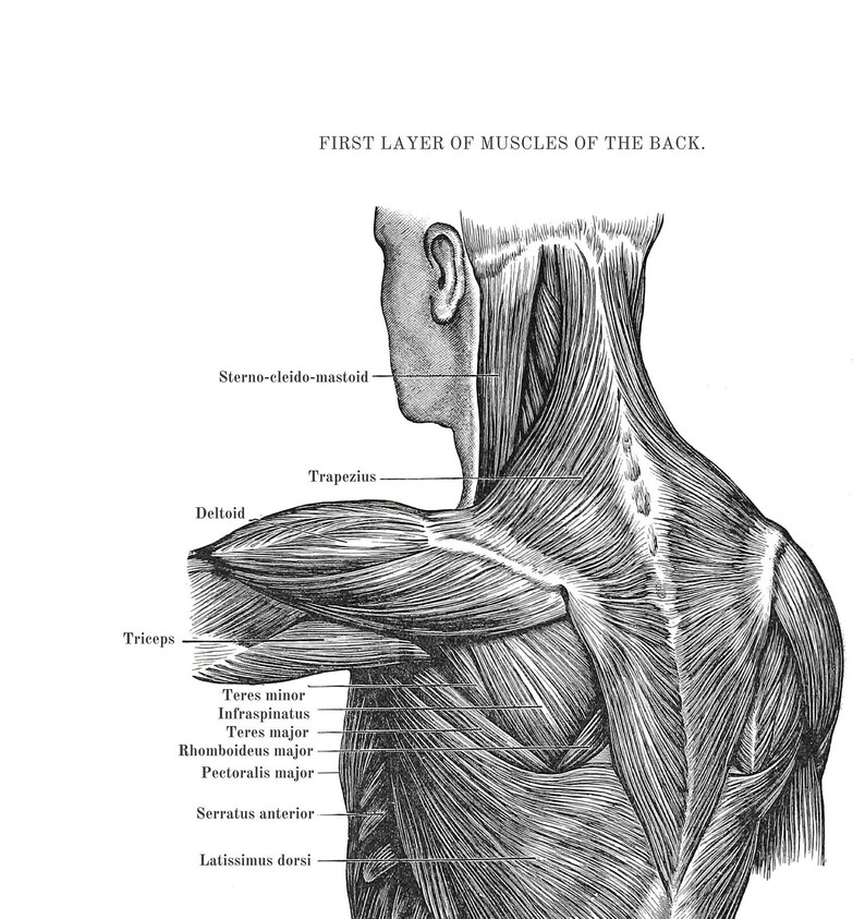 Muscles of the Back Print - Anatomy Art Printable - Vintage Anatomy ...