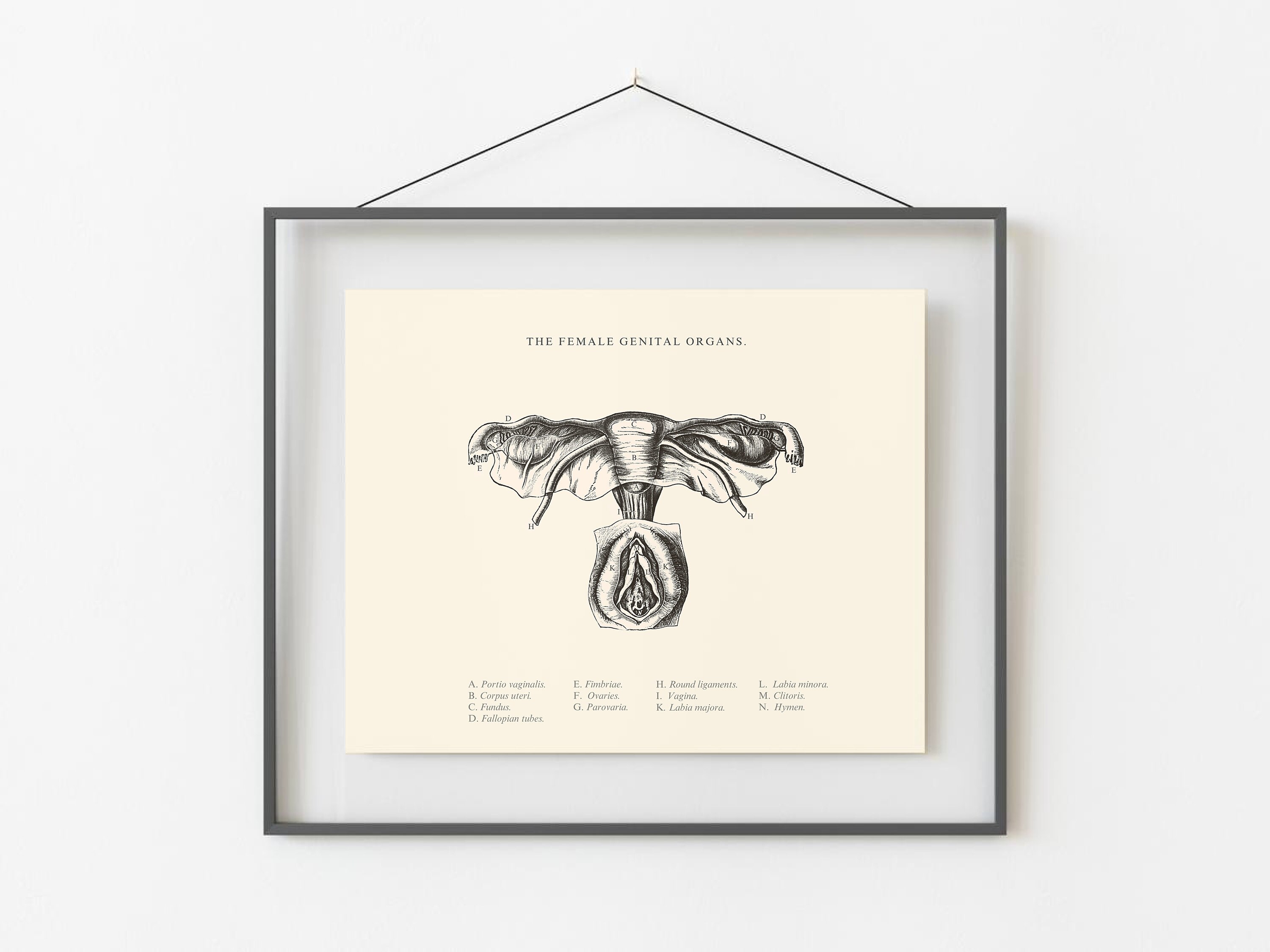 Female Anatomy Print Printable Wall Art Gynecology Wall Art Gynecologist T Vintage Anatomy