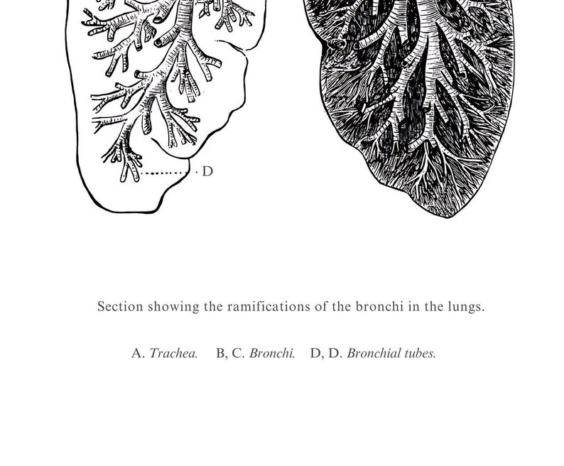 Human Lungs Printable - Human Anatomy Wall Art - Vintage Anatomy ...