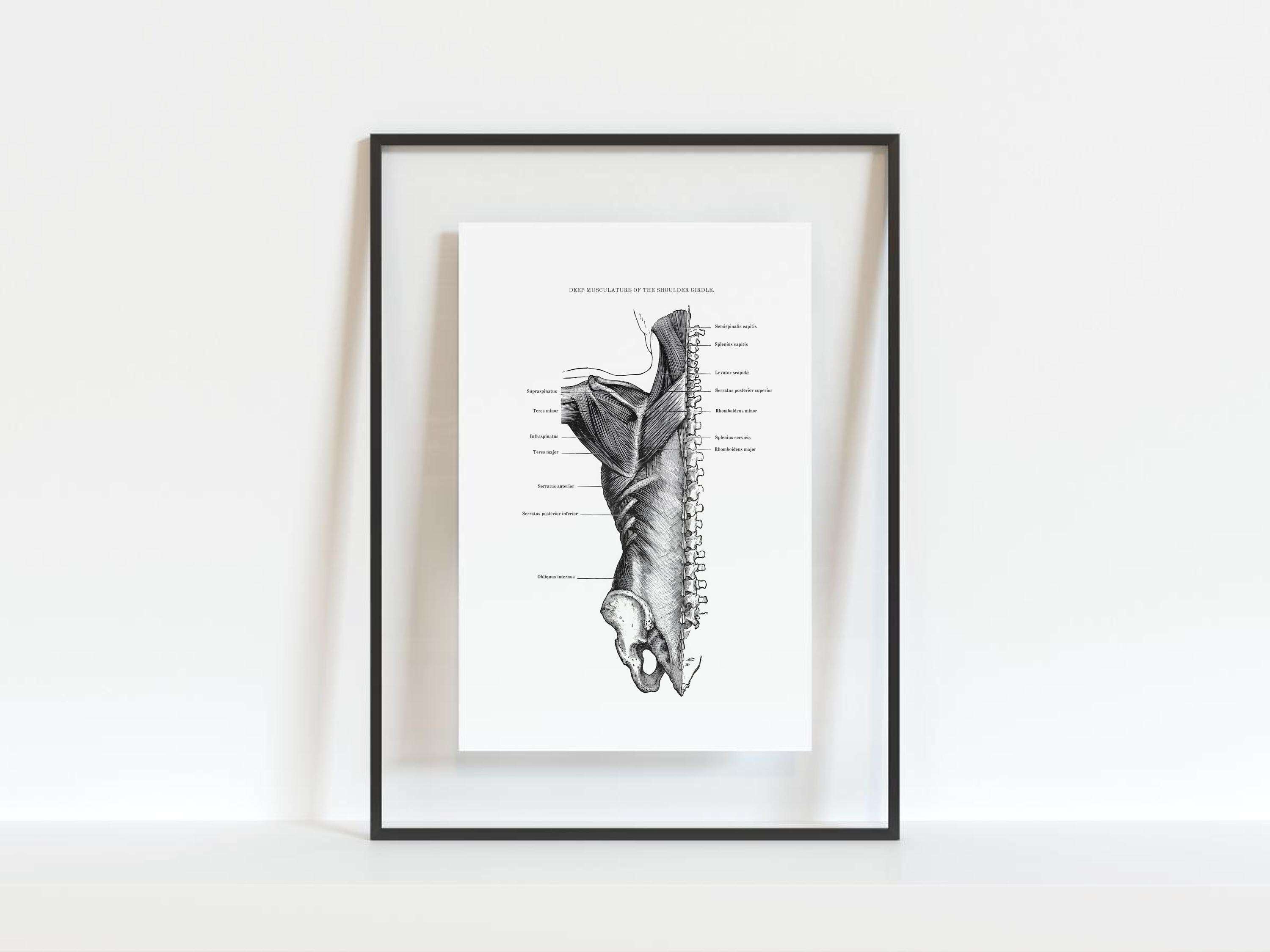 Muscles of the Shoulder Print Anatomy Art Printable Vintage Anatomy ...