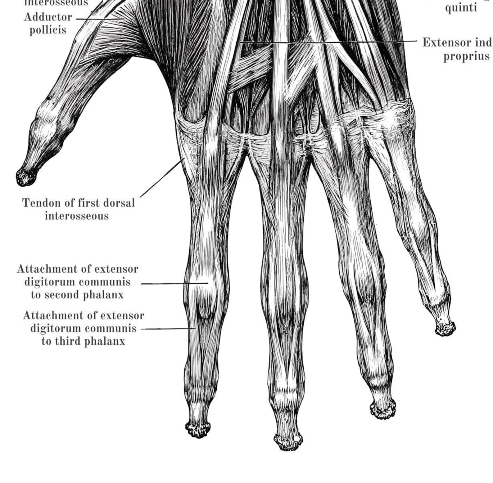 Hand Anatomy Art Print: Vintage Scientific Poster (digital Download) - Etsy