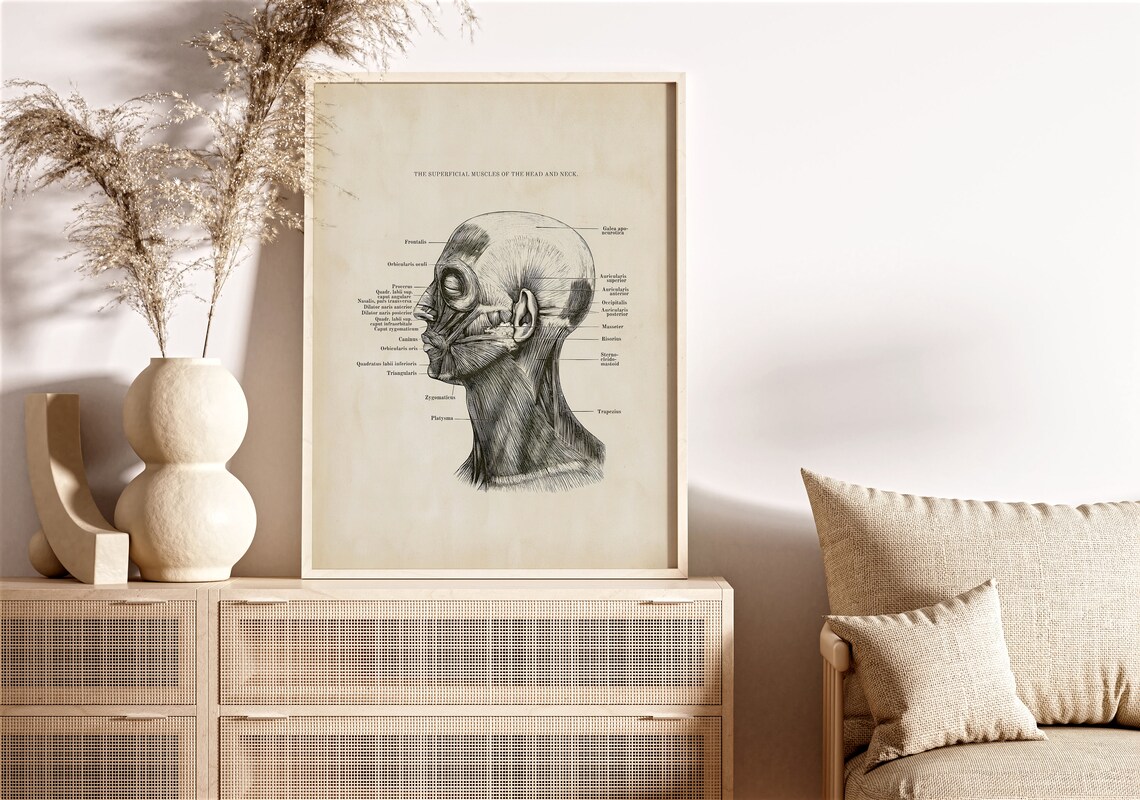 Muscles of the Head and Neck Print - Anatomy Printable - Vintage ...
