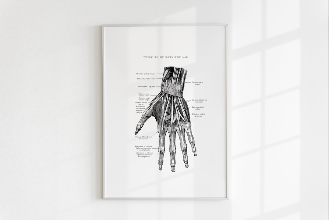 Hand Anatomy Art Print: Vintage Scientific Poster (digital Download) - Etsy