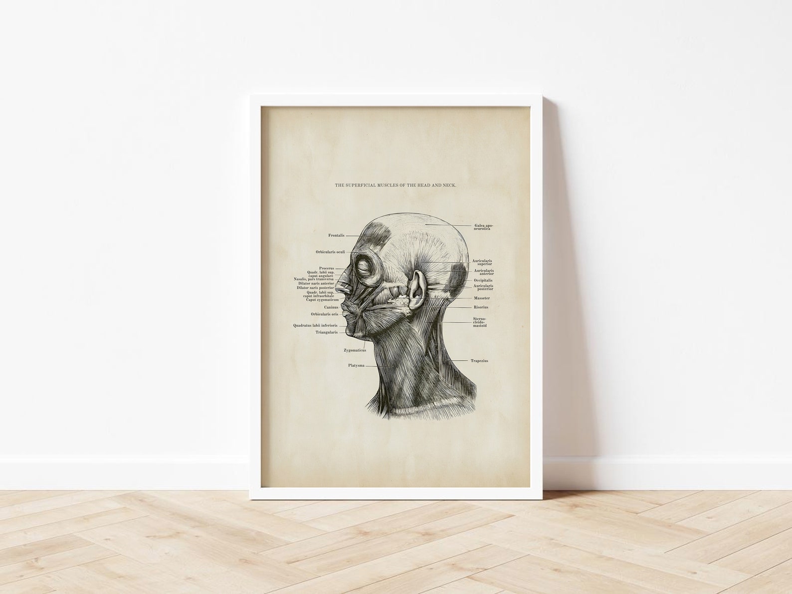 Muscles of the Head and Neck Print - Anatomy Printable - Vintage ...