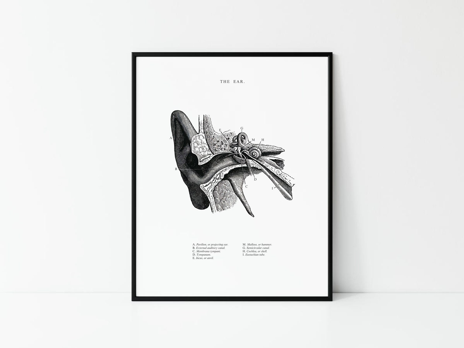 Human Ear Anatomy Print: Vintage Scientific Poster (digital Download ...