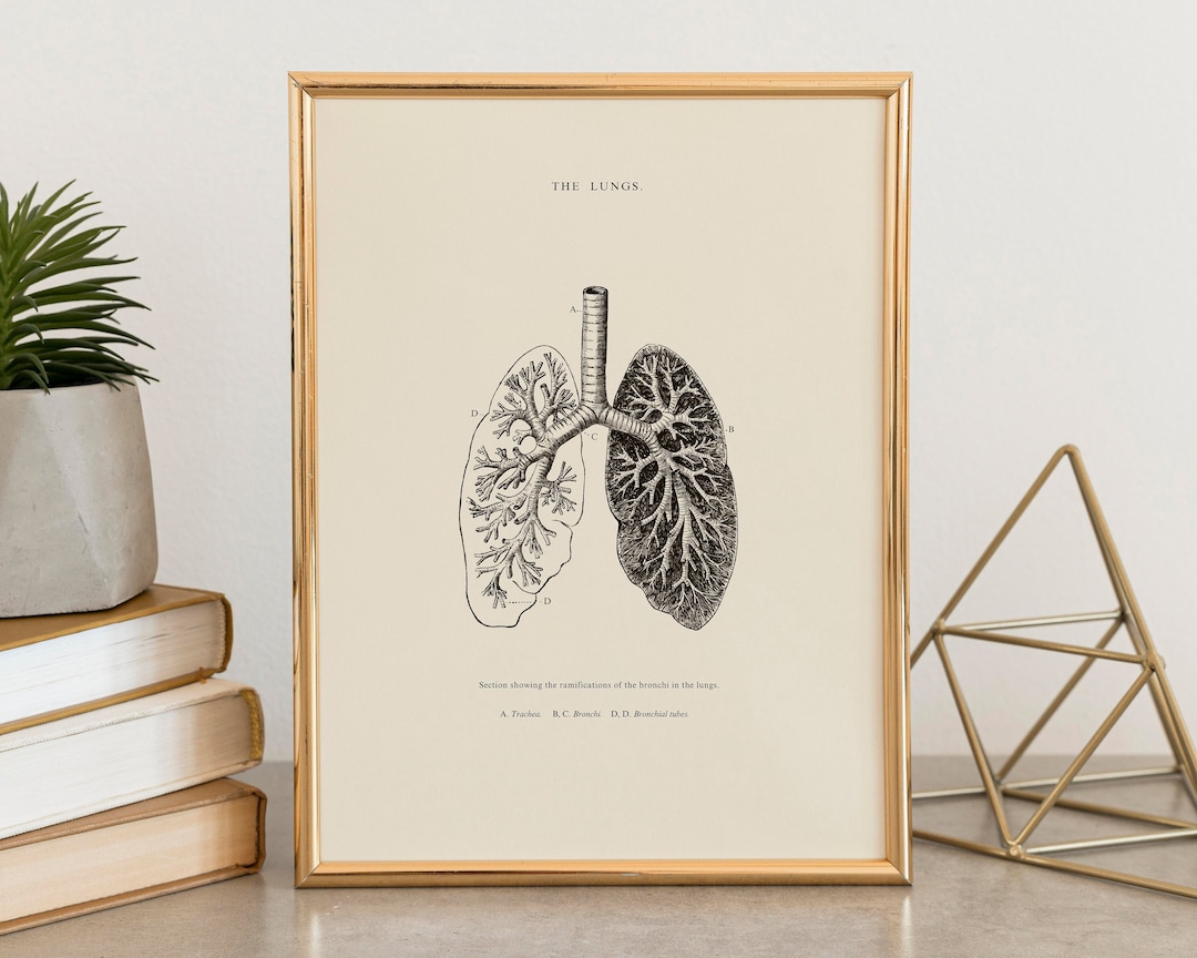 Human Lungs Printable Human Anatomy Wall Art Vintage Anatomy Black ...