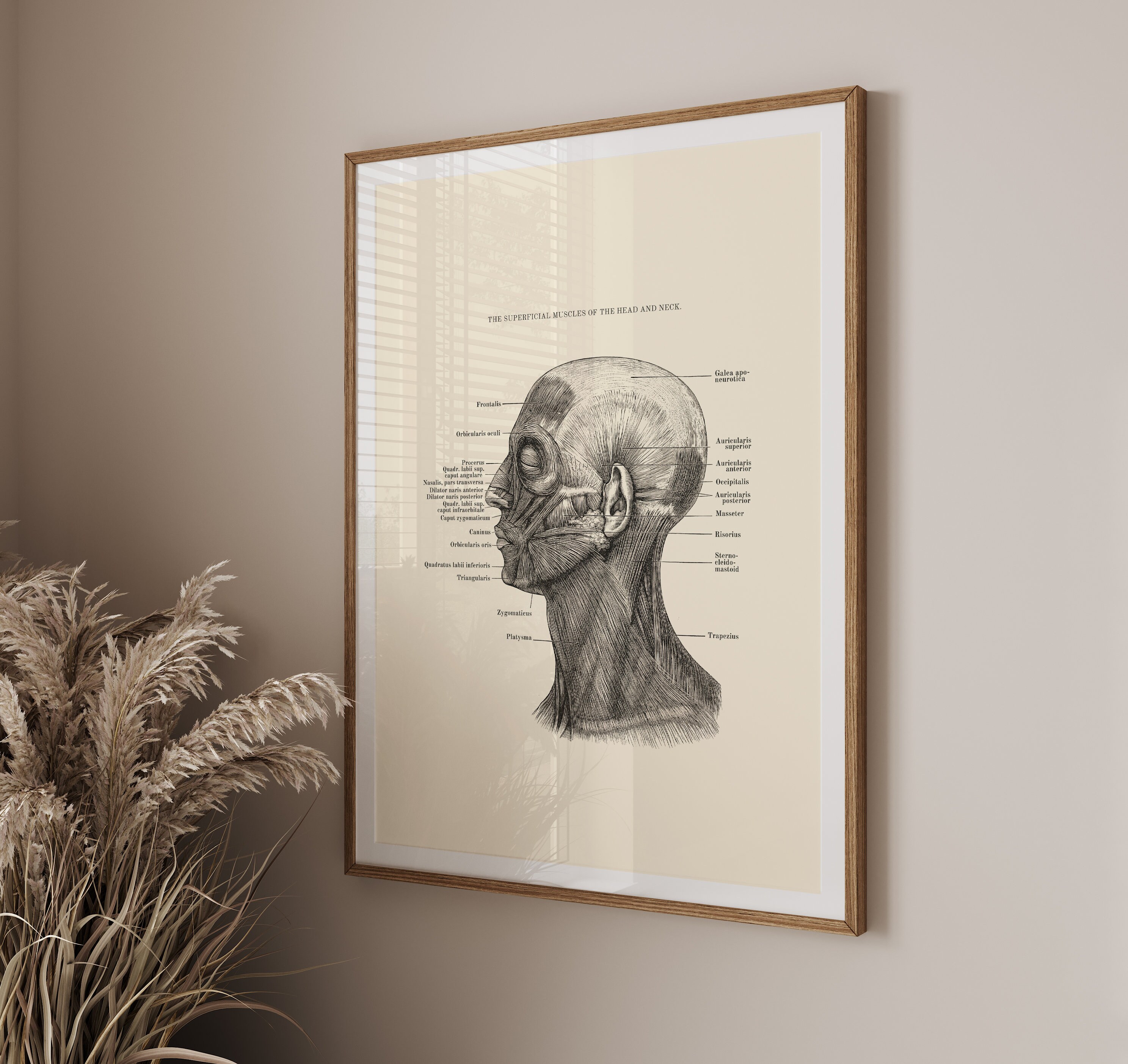 Muscles of the Head and Neck Print - Anatomy Printable - Vintage ...
