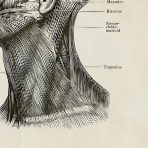 Muscles of the Head and Neck Print - Anatomy Printable - Vintage ...