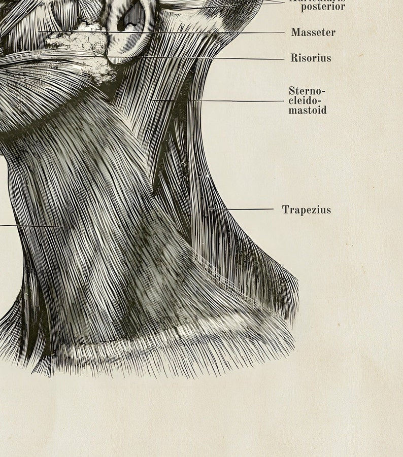 Muscles of the Head and Neck Print - Anatomy Printable - Vintage ...