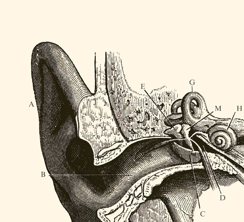 Vintage Human Ear Anatomy Print: Scientific Poster (digital Download ...