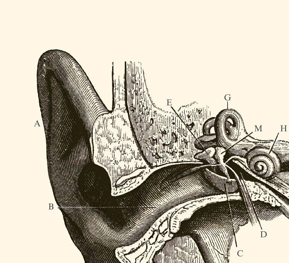 Vintage Human Ear Anatomy Print: Scientific Poster (digital Download ...