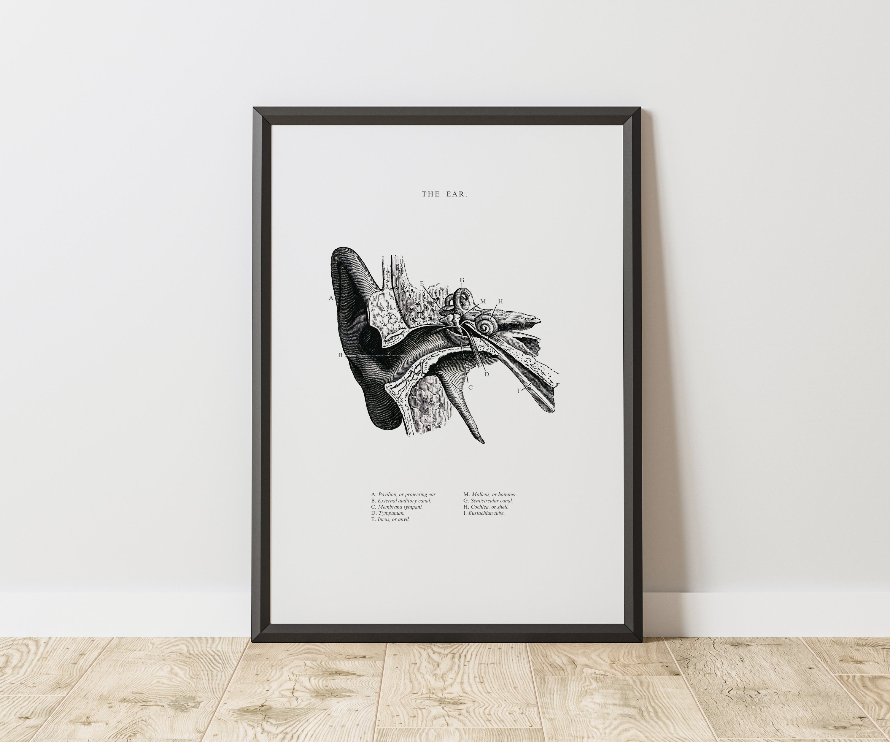 Human Ear Anatomy Human Anatomy Printable Vintage Anatomy Black White ...