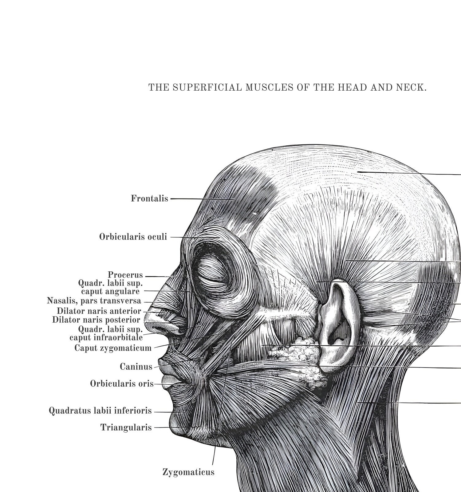 Muscles of the Head and Neck Print - Anatomy Printable - Vintage ...
