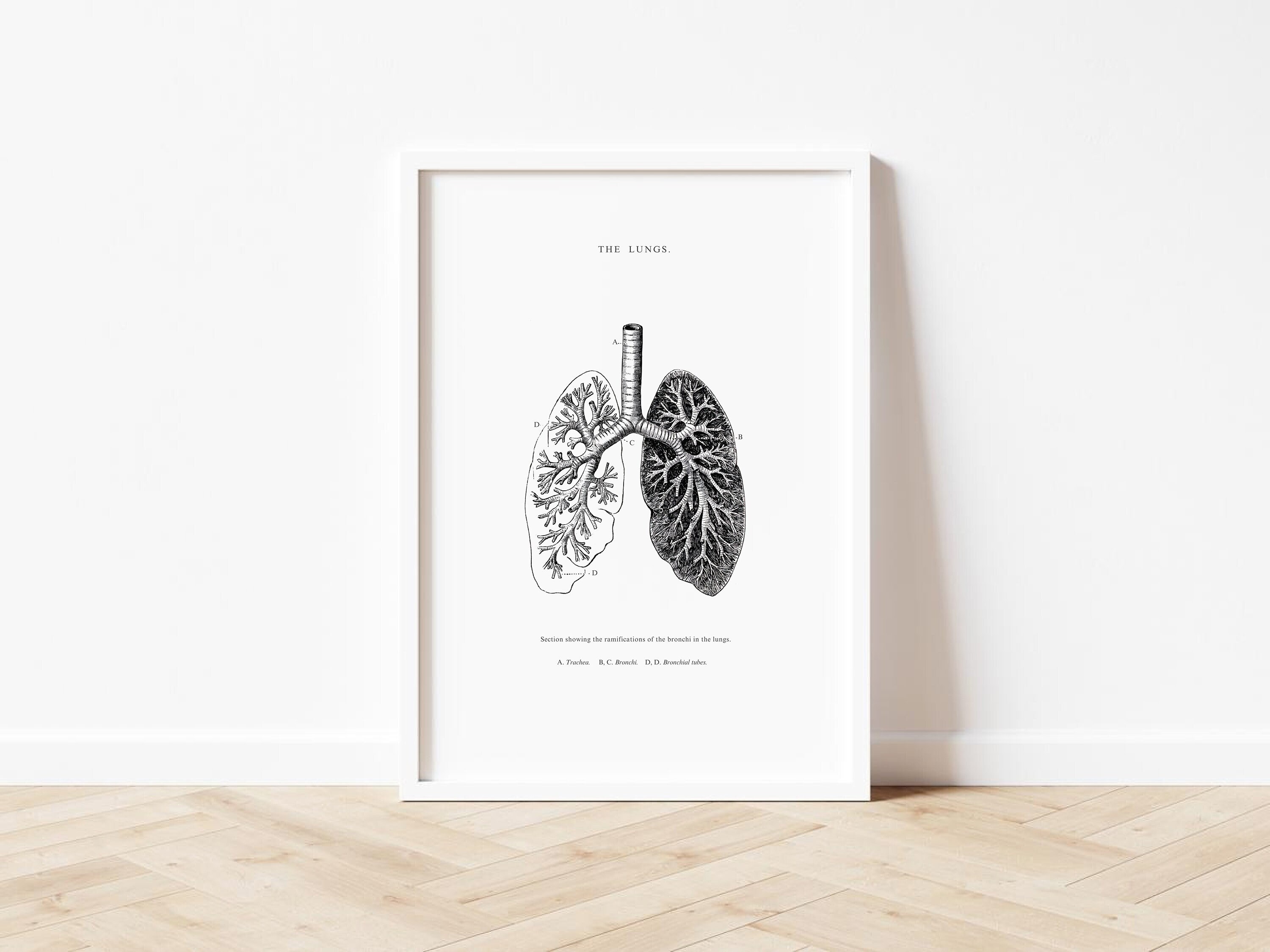 Human Lungs Printable Human Anatomy Wall Art Vintage Anatomy Black ...