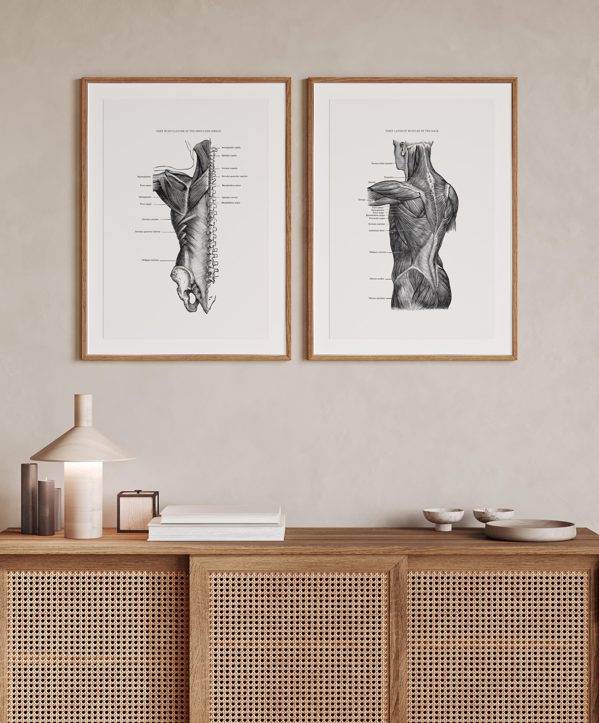 Muscles of the Back and Shoulder Print -anatomy Art Printable - Vintage ...