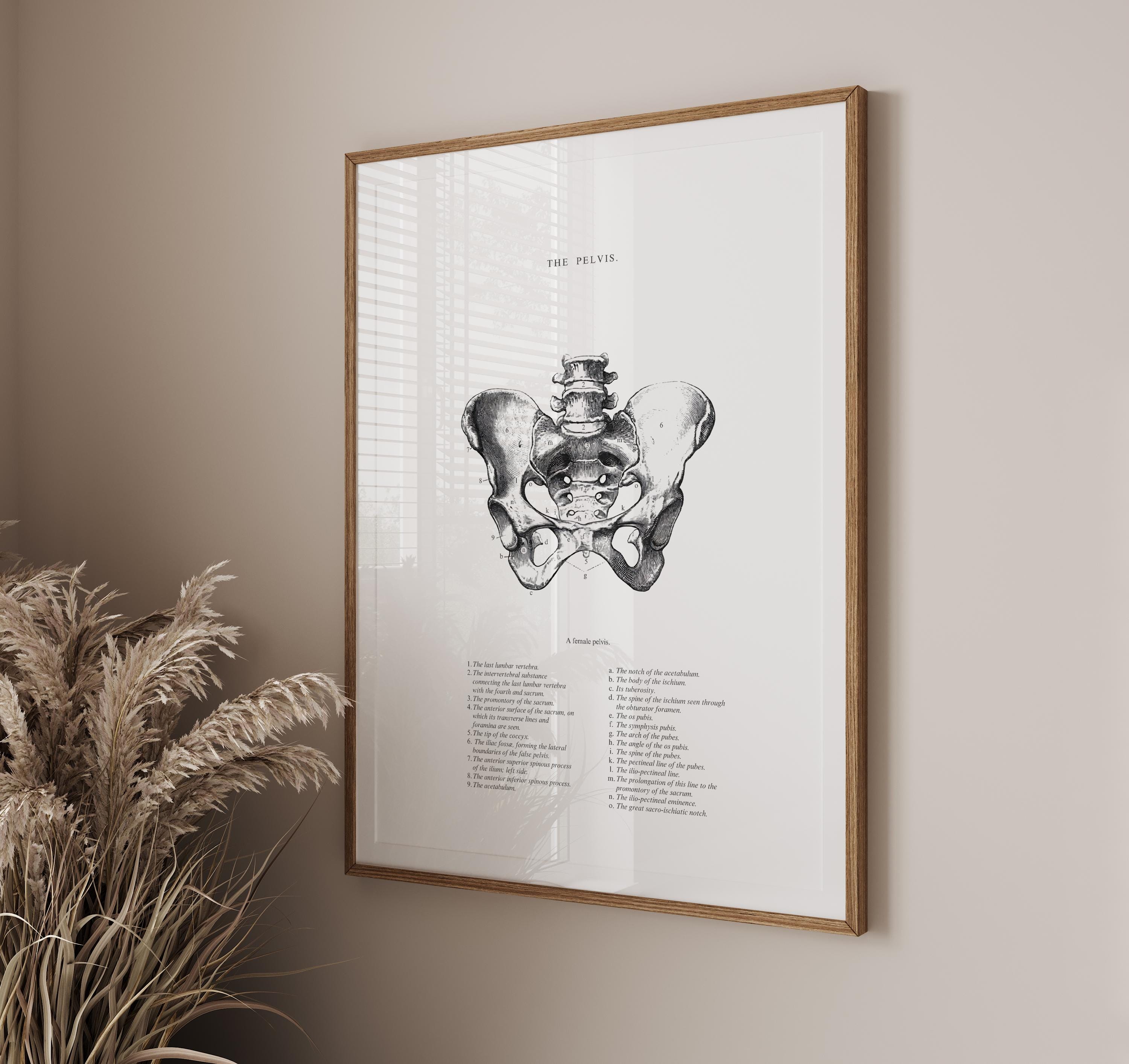 Pelvis Printable - Human Pelvis Print - Vintage Anatomy Art - Female ...