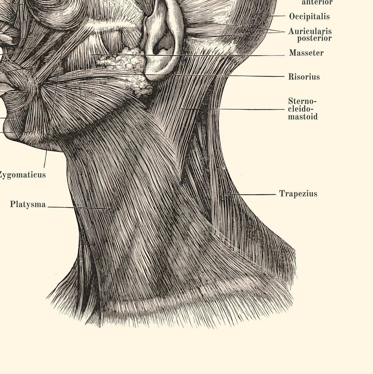 Muscles of the Head and Neck Print - Anatomy Printable - Vintage ...