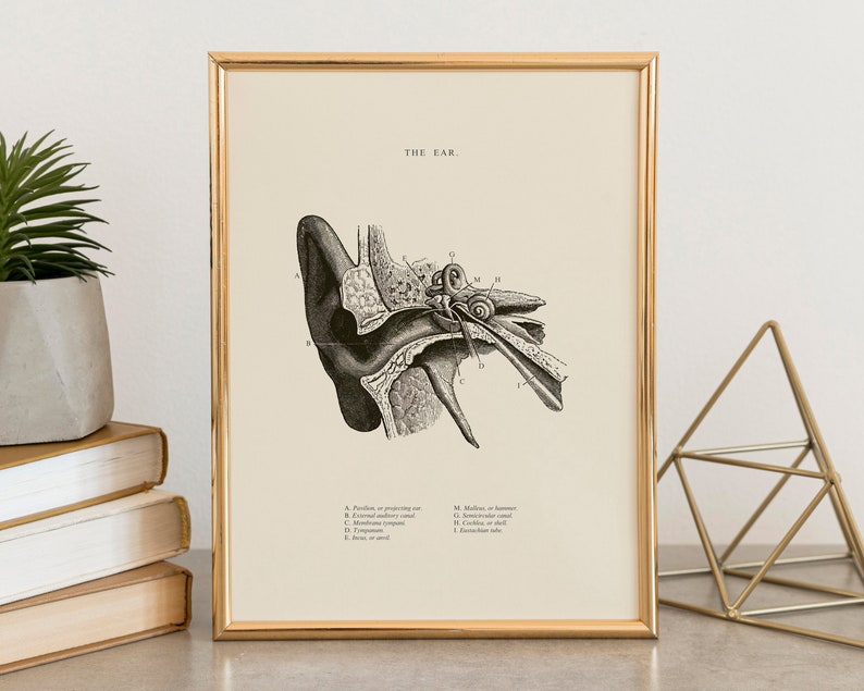Vintage Human Ear Anatomy Print: Scientific Poster (digital Download ...