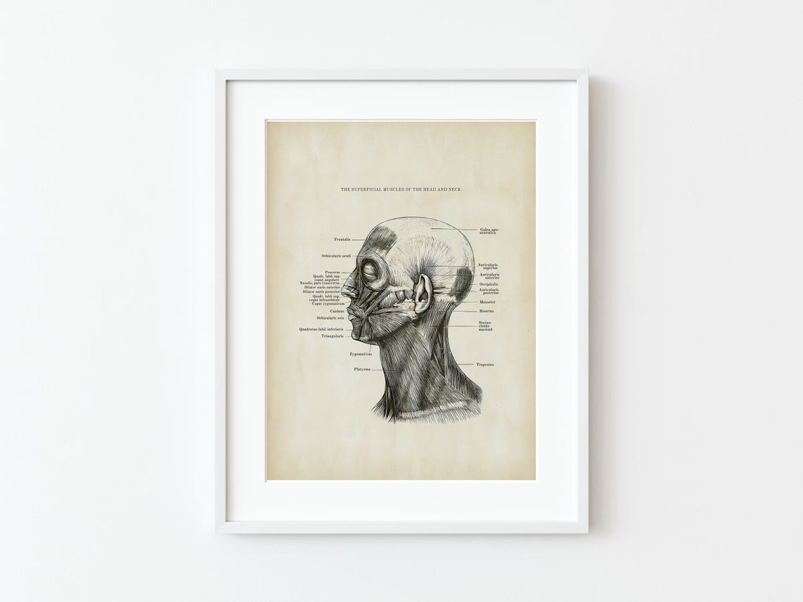 Muscles of the Head and Neck Print - Anatomy Printable - Vintage ...