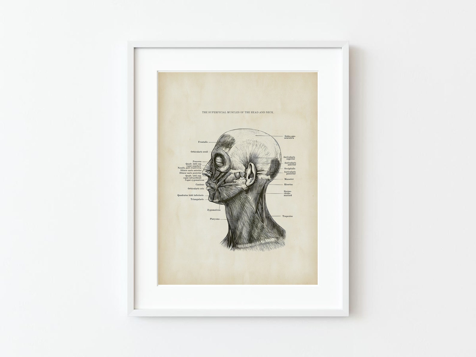 Muscles of the Head and Neck Print - Anatomy Printable - Vintage ...