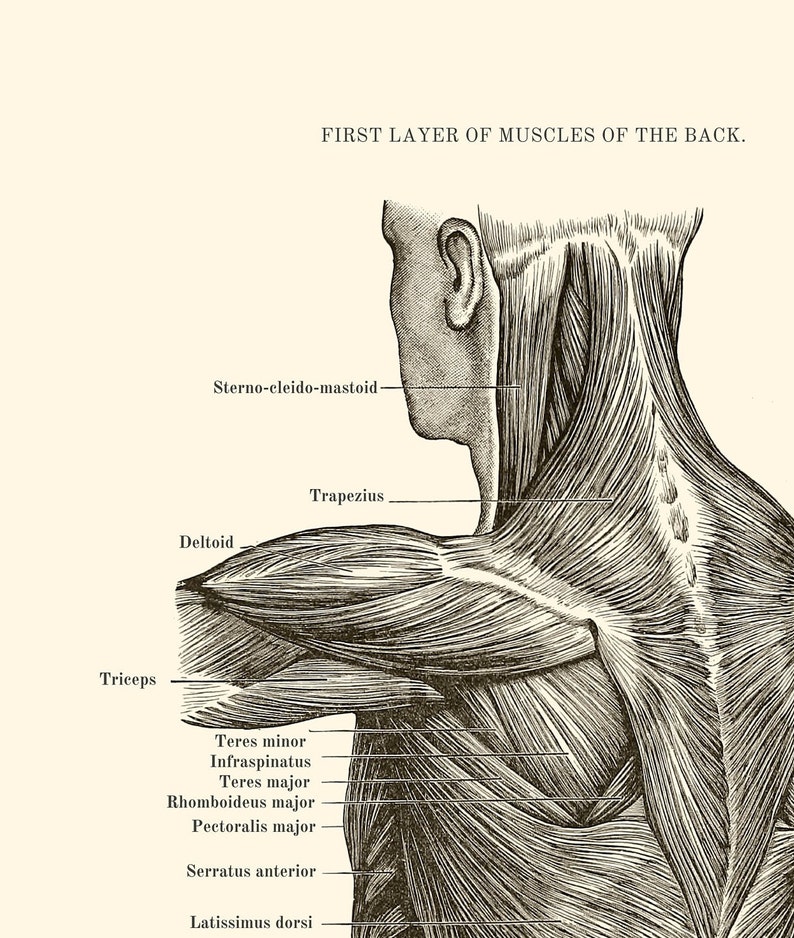 Muscles of the Back Print - Anatomy Art Printable - Vintage Anatomy ...