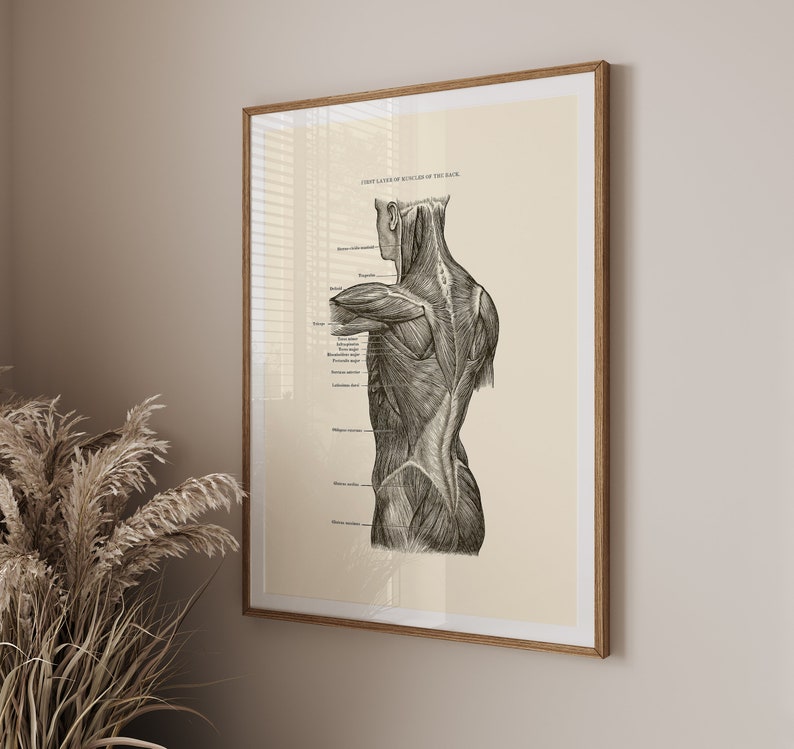 Muscles of the Back Print - Anatomy Art Printable - Vintage Anatomy ...