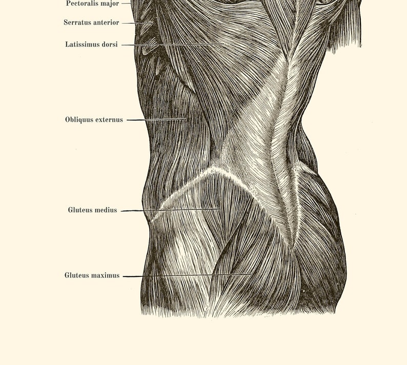 Muscles of the Back Print - Anatomy Art Printable - Vintage Anatomy ...