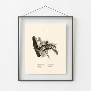 Vintage Human Ear Anatomy Print: Scientific Poster (digital Download ...