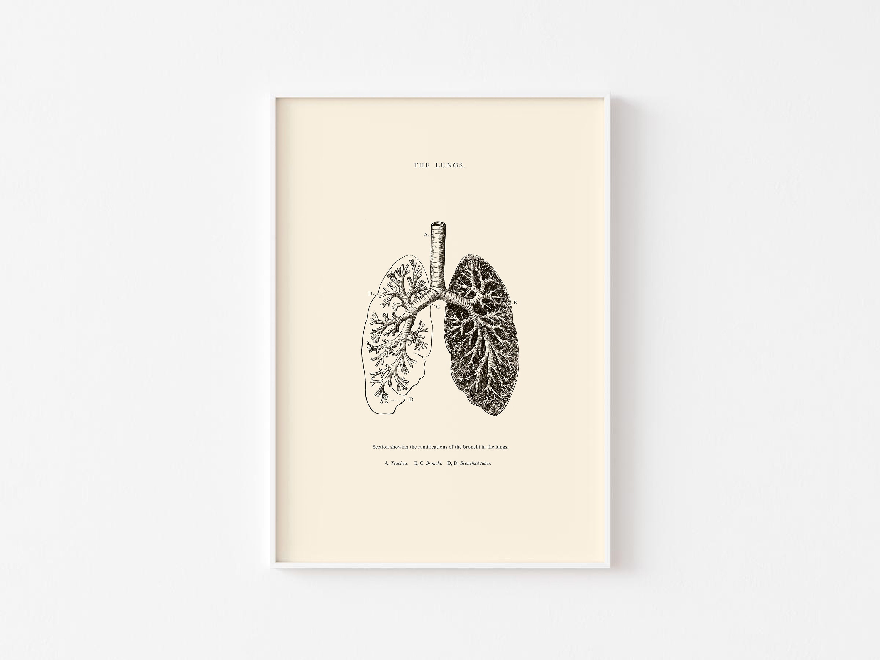 Human Lungs Printable Human Anatomy Wall Art Vintage Anatomy Black ...
