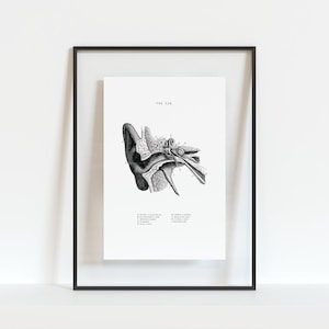 Human Ear Anatomy Print: Vintage Scientific Poster (digital Download ...