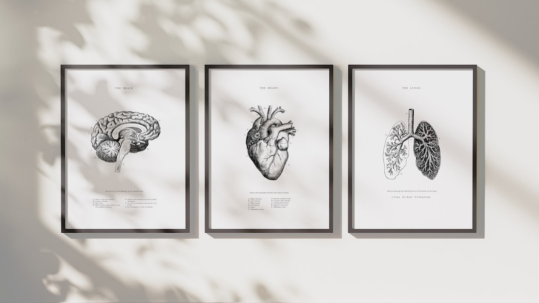 Anatomical Heart, Brain & Lungs Print Set: Vintage Human Anatomy ...