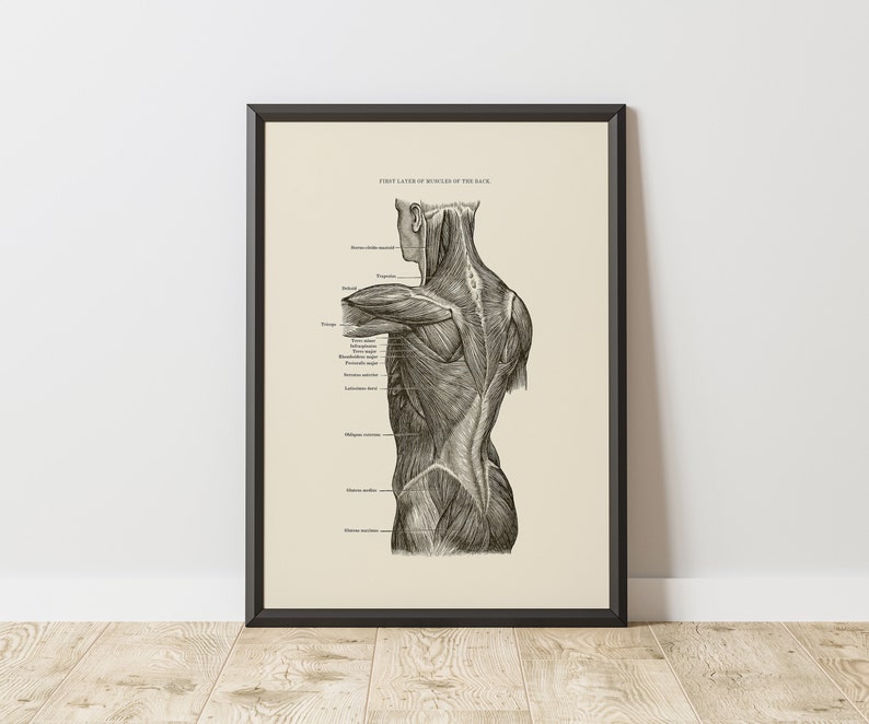 Muscles of the Back Print - Anatomy Art Printable - Vintage Anatomy ...