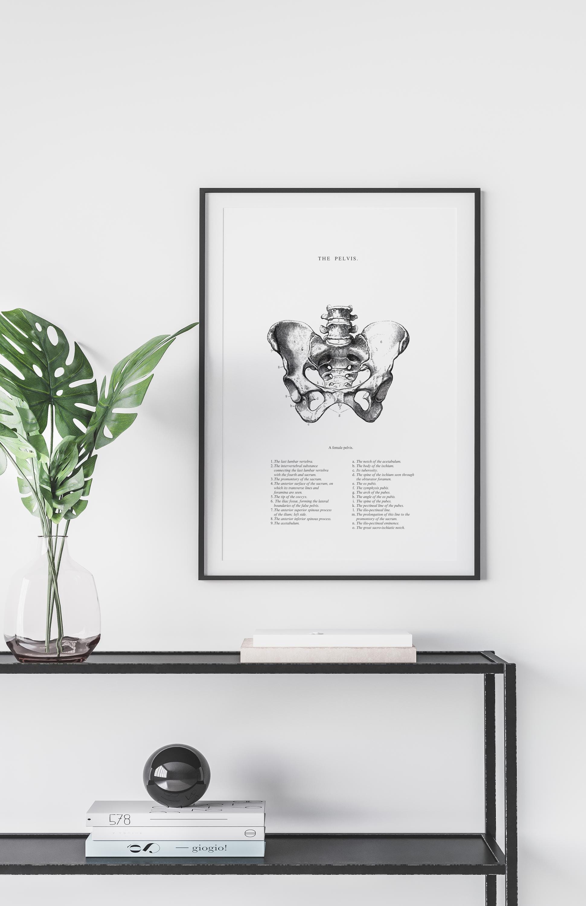 Pelvis Printable - Human Pelvis Print - Vintage Anatomy Art - Female ...