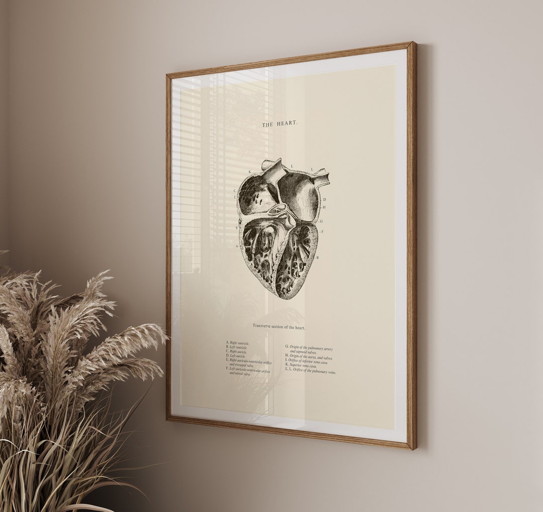 Vintage Heart Anatomy Print: Black & White Scientific Poster (digital ...