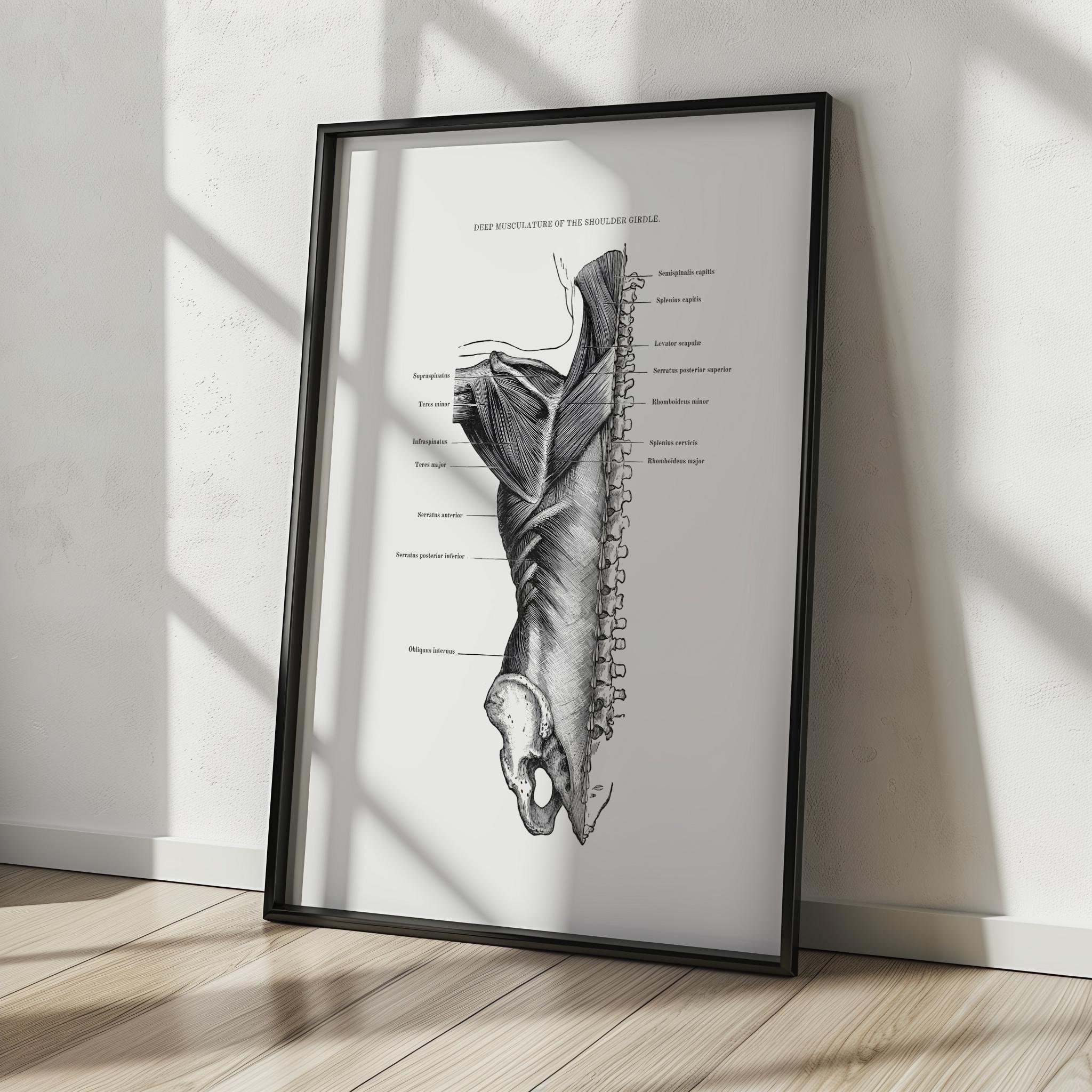 Muscles of the Shoulder Print Anatomy Art Printable Vintage Anatomy ...