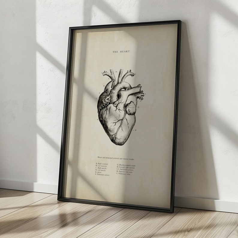 Anatomical Heart Print - Printable Wall Art - Heart Wall Art - Vintage ...