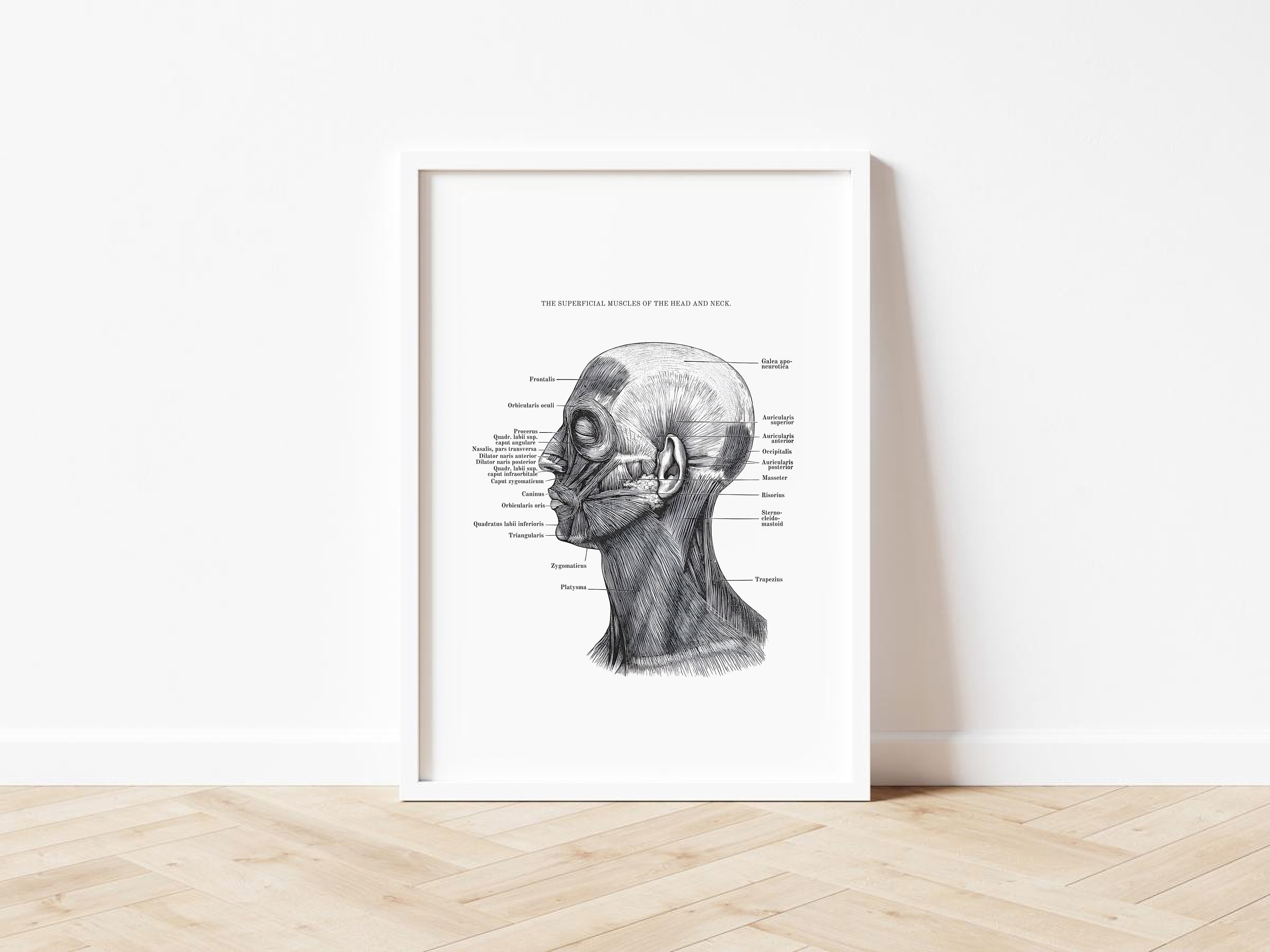 Muscles of the Head and Neck Print Anatomy Printable Vintage Anatomy ...