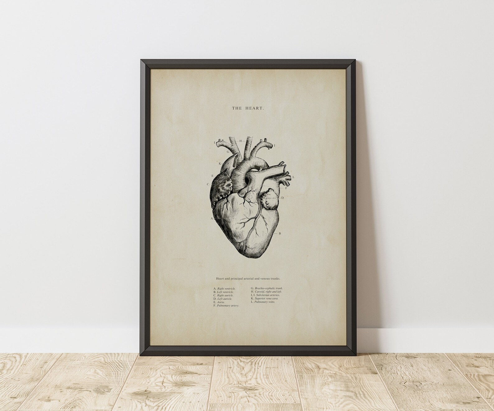 Anatomical Heart Print - Printable Wall Art - Heart Wall Art - Vintage ...