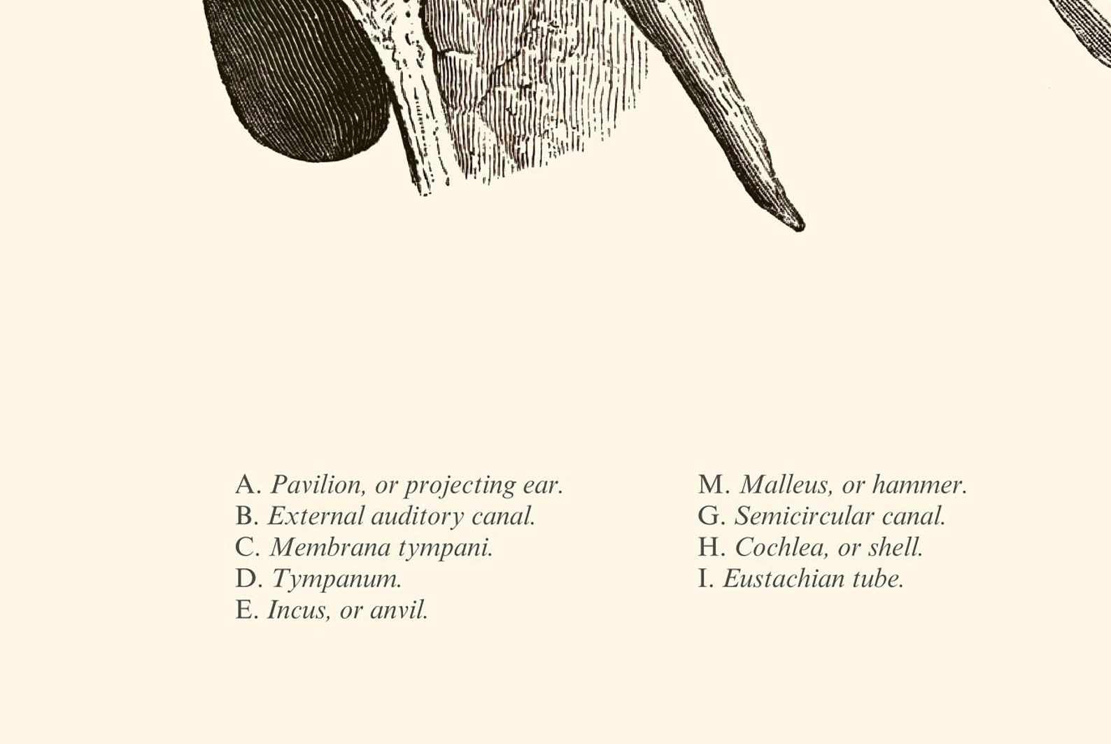 Vintage Human Ear Anatomy Print: Scientific Poster (digital Download ...