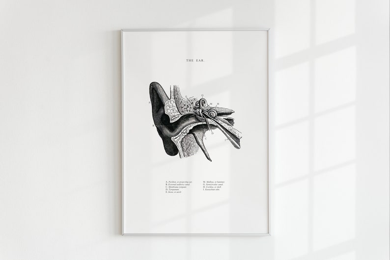 Human Ear Anatomy - Human Anatomy Printable - Vintage Anatomy - Black ...