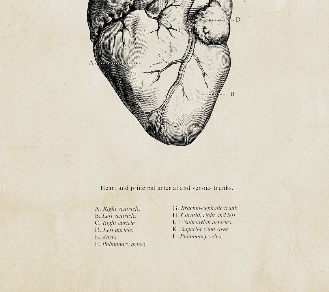 Vintage Anatomical Heart Print: Scientific Cardiology Poster (digital ...