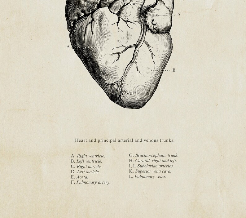 Anatomical Heart Print - Printable Wall Art - Heart Wall Art - Vintage ...