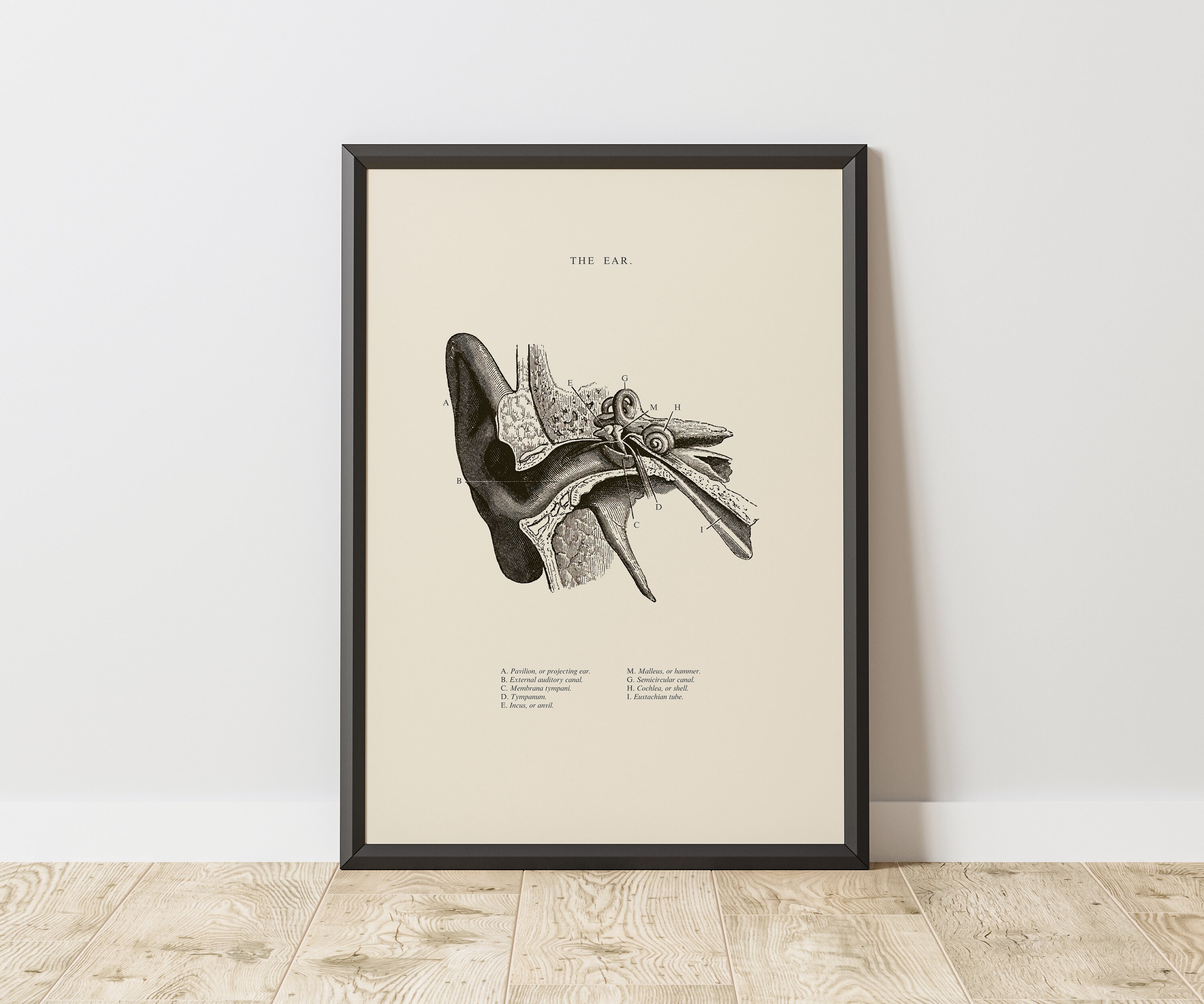 Human Ear Anatomy Human Anatomy Printable Vintage Anatomy Black White ...