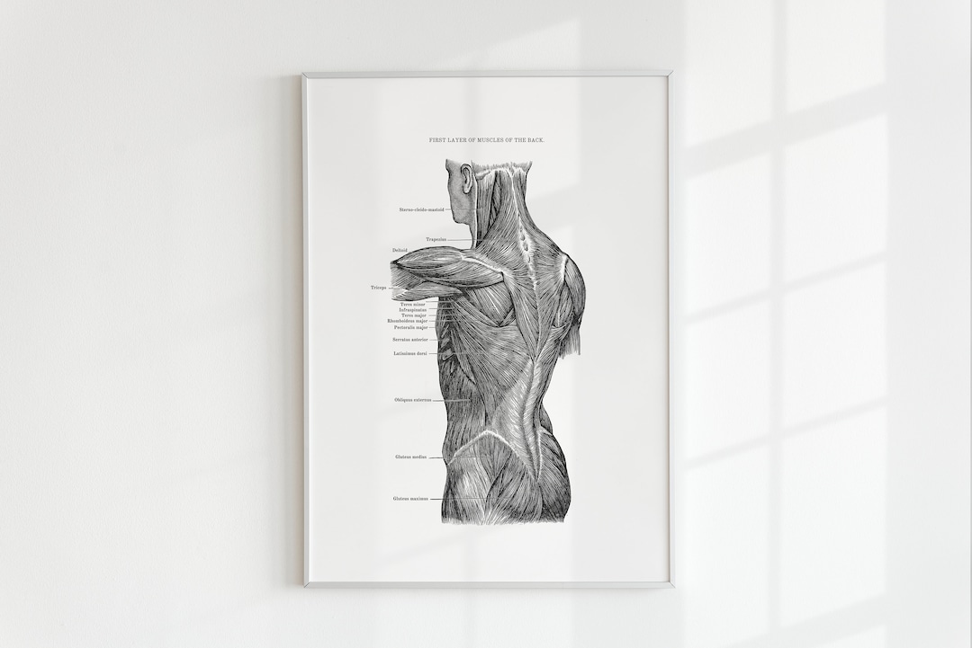 Vintage Anatomy Art: Muscles of the Back Print (digital Download) - Etsy