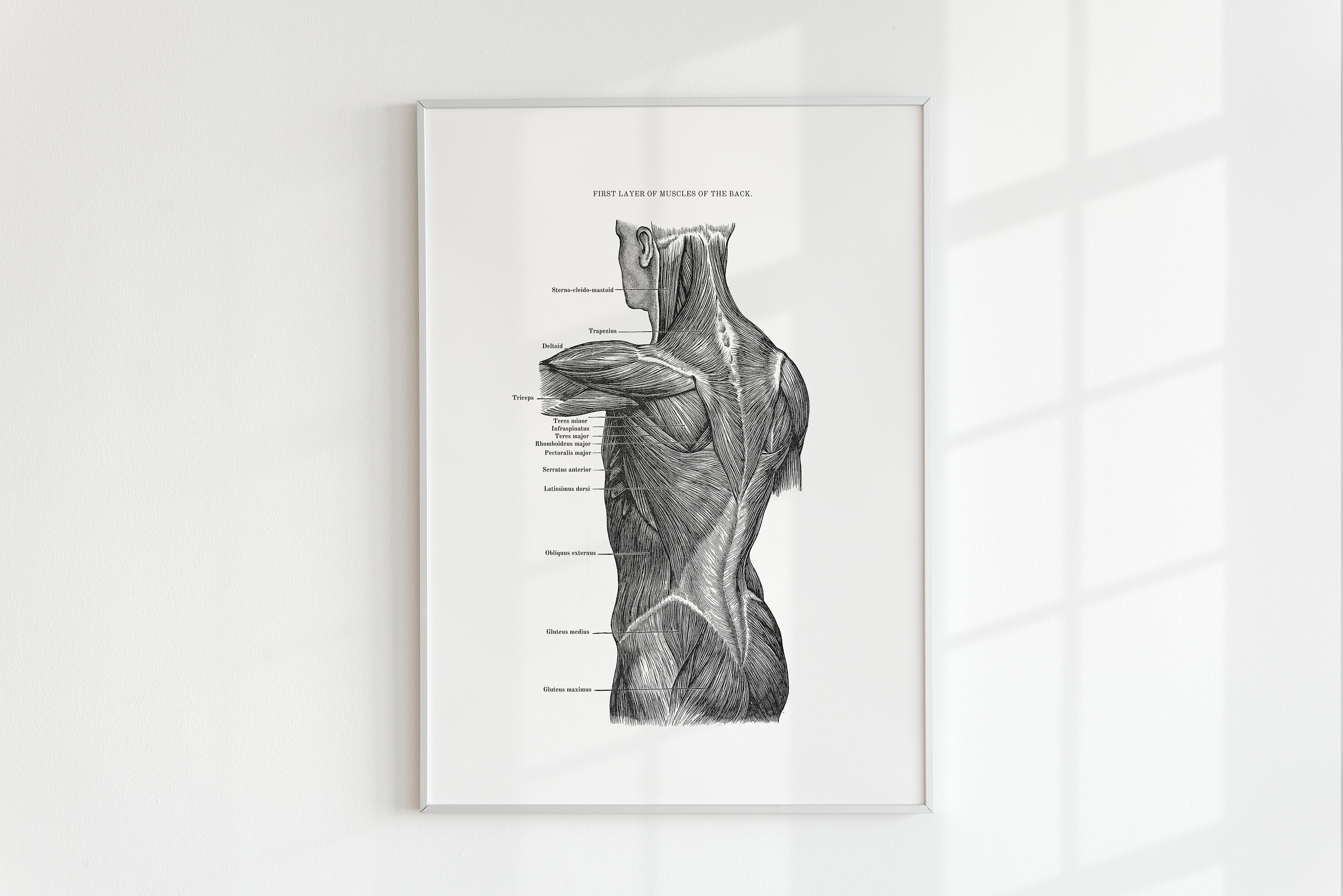 Muscles of the Back Print - Anatomy Art Printable - Vintage Anatomy ...